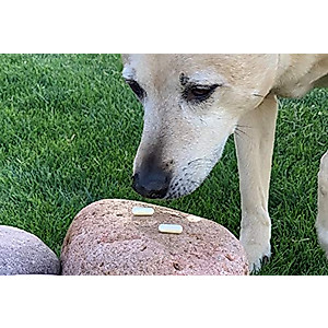 Essential Pet Probiotics with Direct-fed Microorganisms for Digestive Support in Dogs