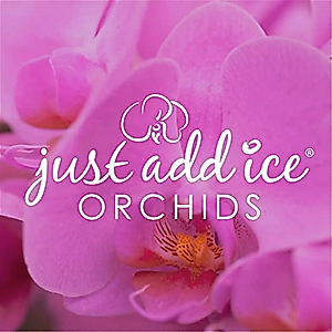 Just Add Ice JA5185 White Orchid in Matte Pink Pottery - Live Indoor Plant, Long-Lasting Flowers, Pink Décor, Easy Care, Gift for Mother's Day, Anniversay, Valentine's Day - 5" Diameter, 25" Tall