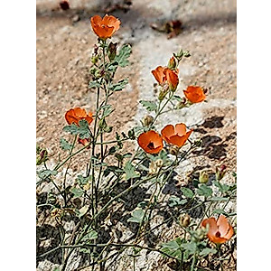 Negrita & Amole Revitalizing Conditioner 8 ounce