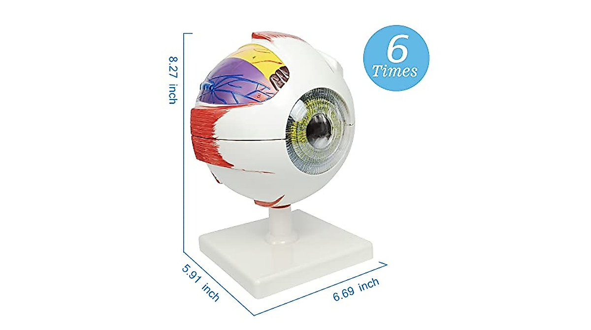 NEW HORIZON 6X Human Eye Model for Anatomy Study