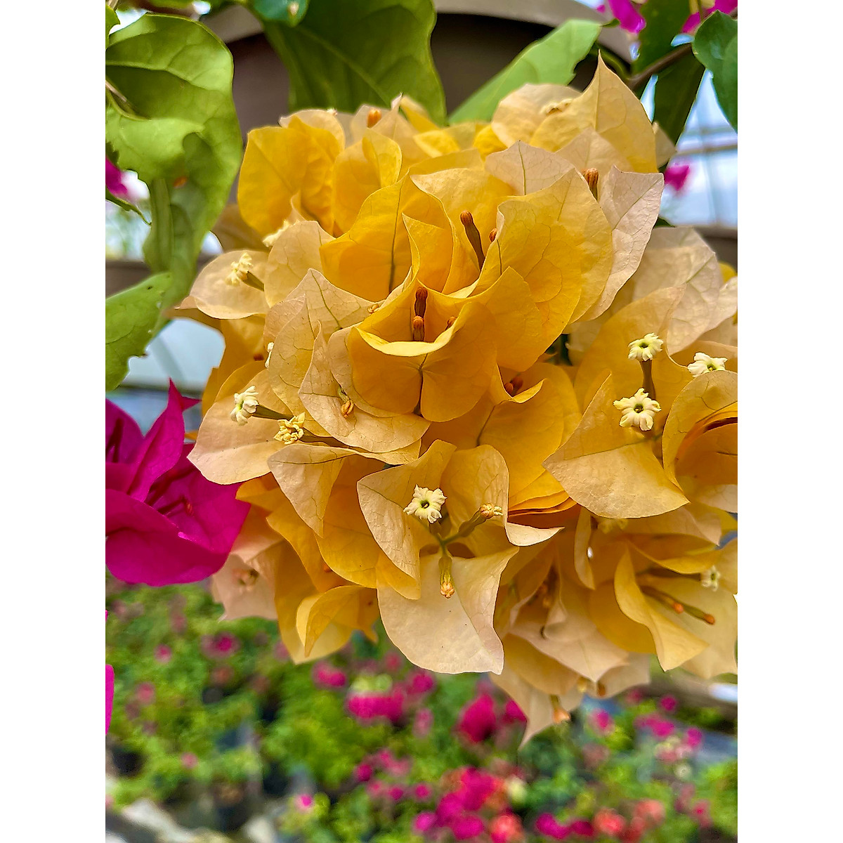 Live Plant Bougainvillea Vine Plant Assorted Colors 6" Pot with Trellis