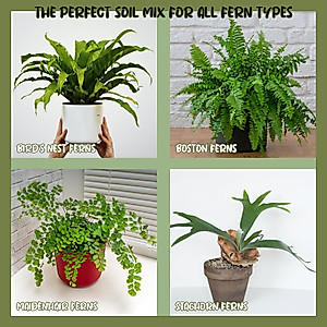 Fern Plant Potting Soil Mix (2 Quarts), Custom Hand Blended Mixture for Indoor/Outdoor Container Gardening