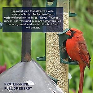 EasyGoProducts Sunflower Kernels – Sun Flower Chips Wild Bird Food – 50 lb