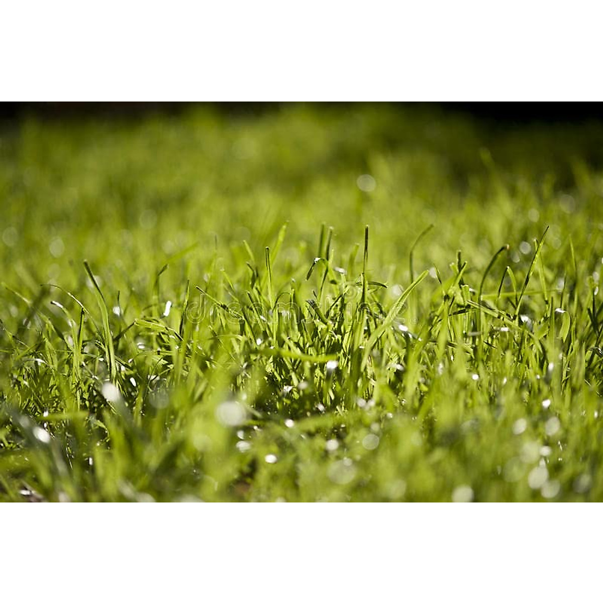 Pennington Tri-Fescue 50 LB Bag of Seed. Will Grow in Both Full Sun and Partial Shade Areas. Each Bag Covers 10,000 Square Feet When Overseeding Your Lawn + Home and Country USA Tri Fescue Tech Sheet