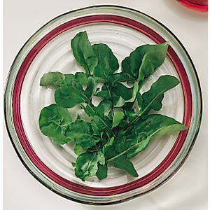 Burpee Rocket (Organic) Arugula Seeds 1000 seeds