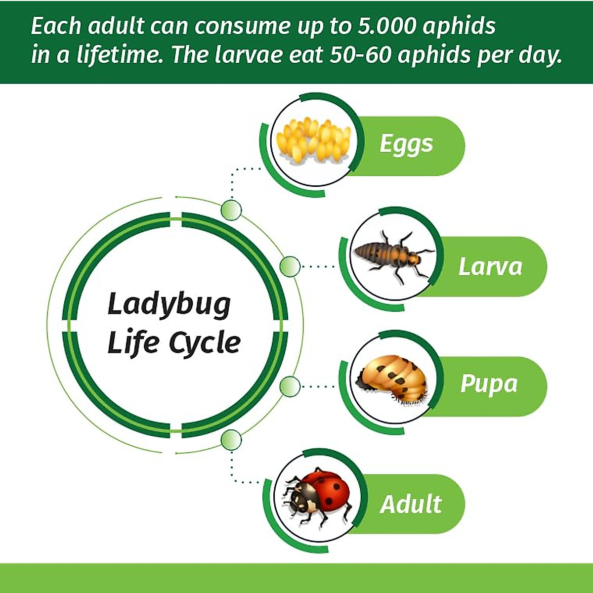 NaturesArt 1500 Live Ladybugs - Good Bugs for Garden - Ladybug Guaranteed Live Delivery* - Plastic Box, Container, Case.