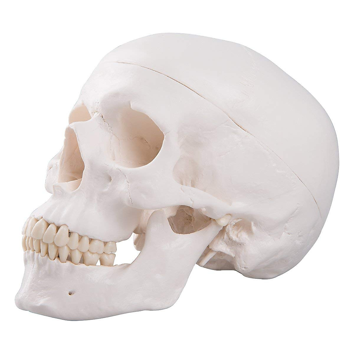 EUDDOO Human Skull Anatomical Model, Life Size Replica Adult Human Anatomy Head Model with Removable Skull Cap and Articulated Mandible, Labeled Diagram Poster Included