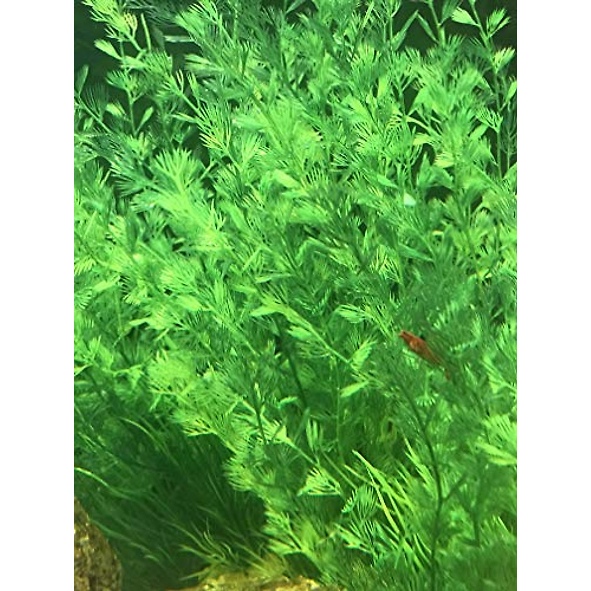 BEGONDIS 2Pcs Aquarium Decorations Fish Tank Artificial Water Plants Made of Soft Plastic, Safe for All Fish & Pets