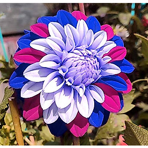 3g Rare Blue and White Point Dahlia Seeds Beautiful Perennial Flowers Plants Dahlia for DIY Home Garden Bonsai Seeds