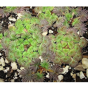 15 Oxalis Palmifrons Seeds House Plant Seeds Planting Ornaments Perennial Garden Simple to Grow Pots Gifts