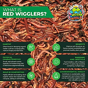 Live RED WIGGLERS Worms, Compost Worms, Composting Bins, Red Wiggler (100 Worms)