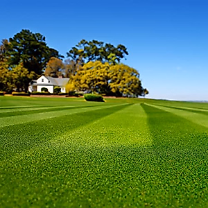 Outsidepride Maya (Blackjack II) Warm Season Drought Tolerant, Fast Growing, Bermuda Lawn, Turf Grass Seed - 5 LBS