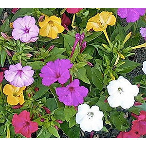 80 Mixed Four O'Clock Seeds - Tender Perennial That Reseeds Easily