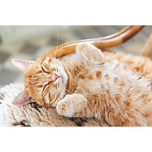 cat vitamin treats - CATS ULTRA VITAMINS - ADVANCED MINERAL AND VITAMIN SUPPORT - PREMIUM TREAT - cat vitamin b supplement - 270 Treats (3 Bottle)