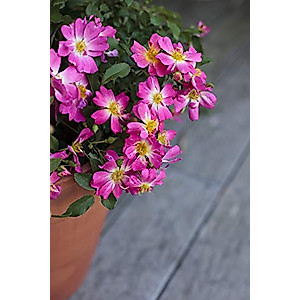Drift Roses - Rosa Pink Drift (Rose) Rose, pink flowers, #2 - Size Container