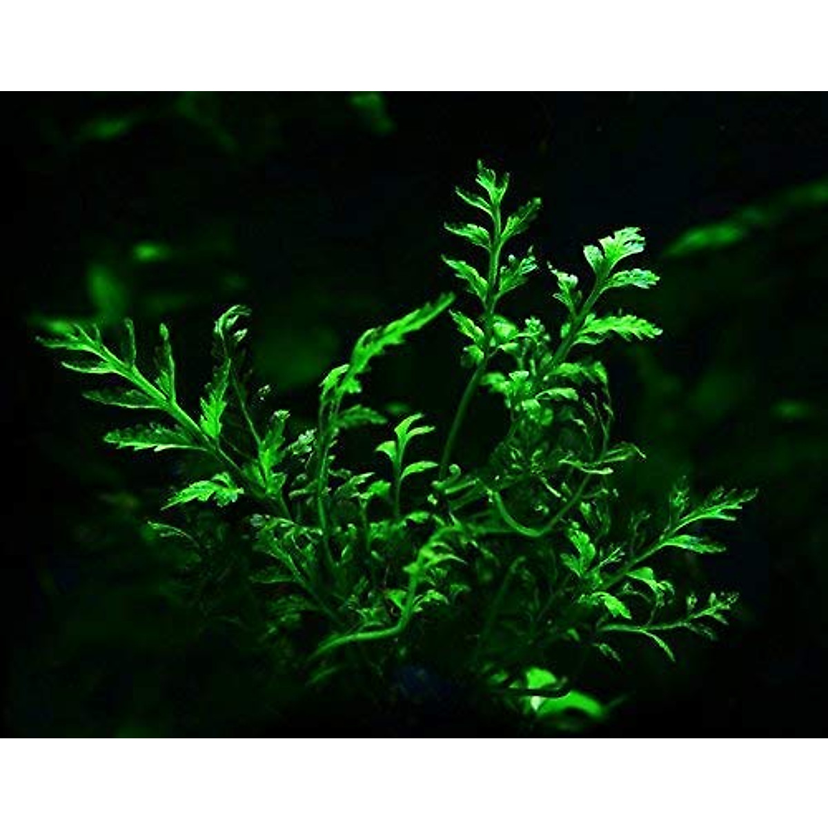 Water Fern Bolbitis Heudelotii Potted Live Aquarium Plant Fresh Water Plants by Greenpro