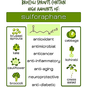 Organic Broccoli Sprouting Seeds by Handy Pantry | 2.5 Pound Resealable Bag | Bulk Non-GMO Broccoli Sprouts Seeds, Contain Sulforaphane