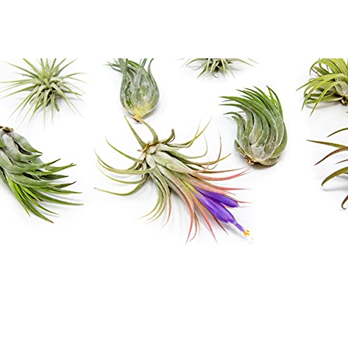 12 Pack Assorted Ionantha Air Plants - Wholesale and Bulk - Succulents - Live Tillandsia - Easy Care Indoor and Outdoor House Plants