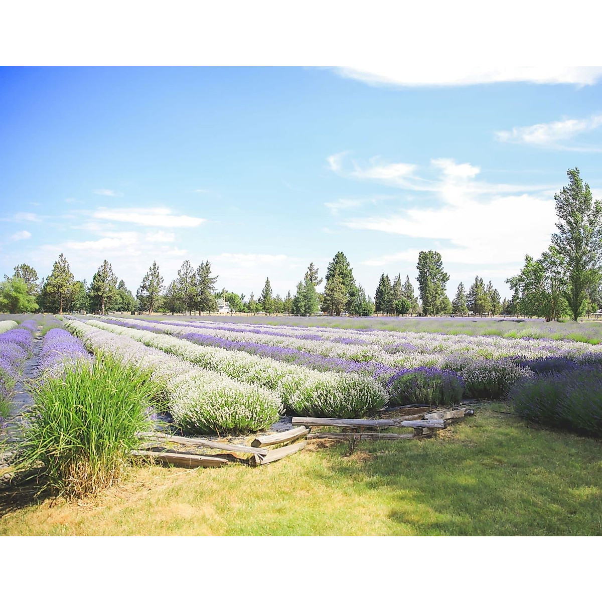 Victoria's Lavender Aromatherapy Body Mist Spray - After Sun Solar Recovery Spray with Aloe Vera plus Lavender Essential Oil - Hydrating, Moisturizing & Soothing Aloe Vera Spray, 4 oz (120 ml)