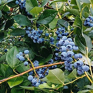 Plantooo 300+ Blueberry Seeds for Planting - Non-GMO - Organic Friut Blueberry Bush Seeds to Plant Garden/Outdoor/Bonsai