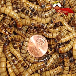 BASSETT'S CRICKET RANCH 500 Live Superworms Grown