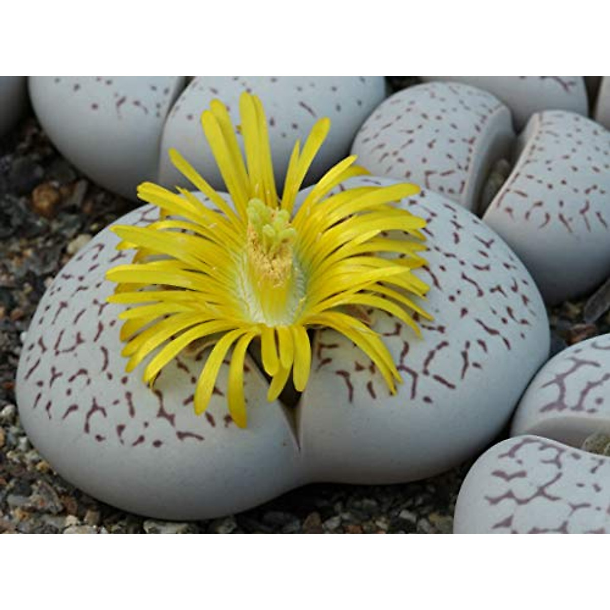 5 Lithops Live Plants 0.4 Inc, White Lithops Living Stones Succulents Planting Ornament Flower Pot Planting Garden Gift