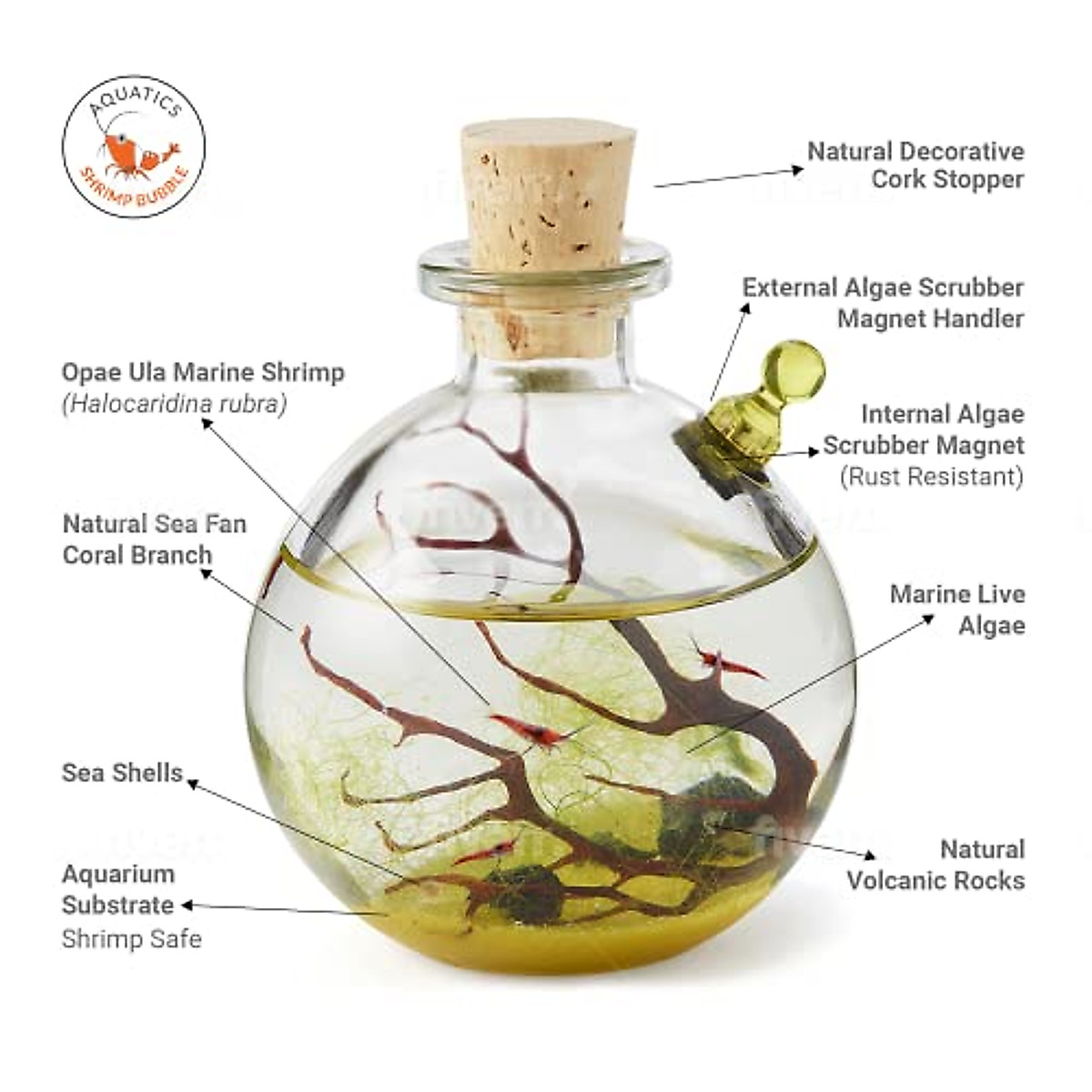 Shrimp Bubble Self-Sustaining Ecosystem - Natural. Contains Live Opae Ula Shrimp