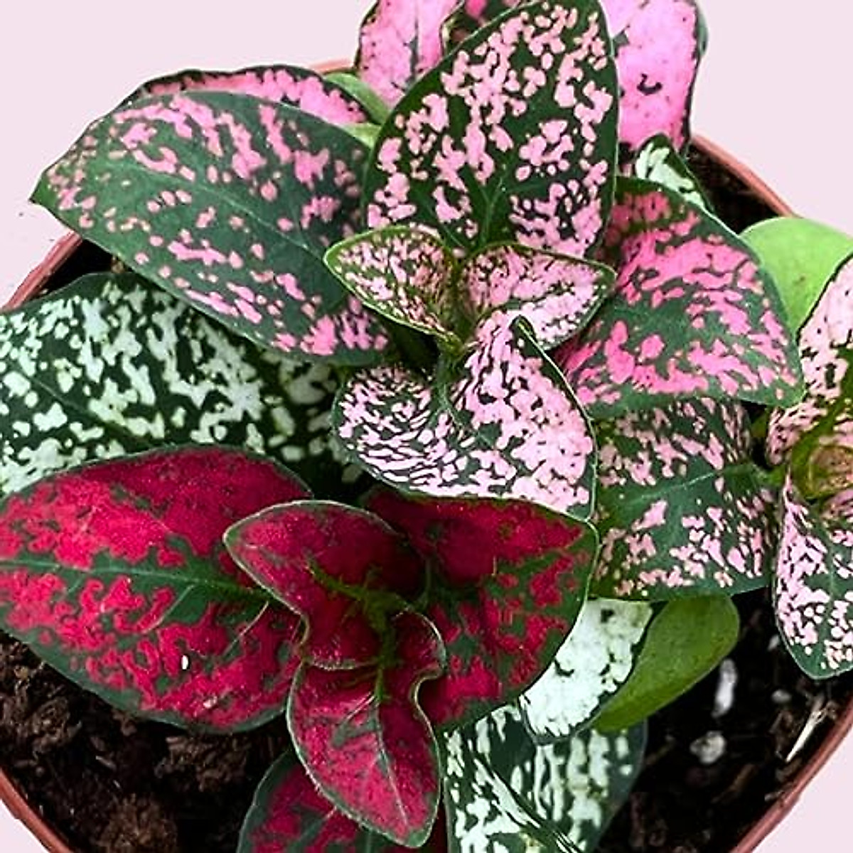 Polka-dot-Plant, Hypoestes phyllostachya, Live in a 2 inch Pot Tiny Mini Pixie Plant