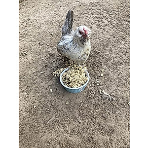 USA Black Soldier Fly Grub, Oatmeal, & Herb Chicken Scratch Treat for Backyard Hens: Non-GMO, Healthy Backyard Chicken Feed and Supplies, Cold Winter Nights (4 pounds)