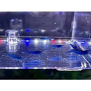 Blue Dream Shrimps Live Freshwater Shrimp Aquarium Neocaridina Inverts RCS (10 Shrimps (+2))