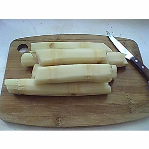 1099-Sugarcane, World's Tallest (Saccharum officinarum) Seeds by Robsrareandgiantseeds UPC0764425786917 Non-GMO,Organic,Bonsai, 1099 Package of 45 Seeds