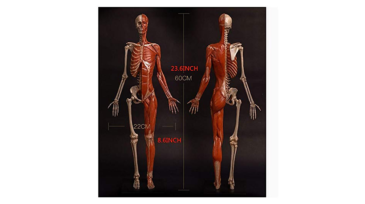 Female Anatomy Model for Art & Medical Study | Durable & Accurate