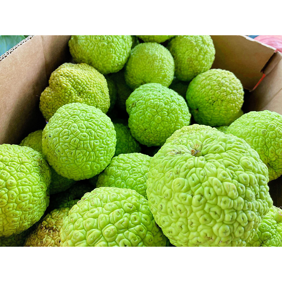 Hedgeballs, Osage Oranges - Naturally Remove Bugs and Spiders - All Natural, Grown in Iowa (8 Hedgeballs)