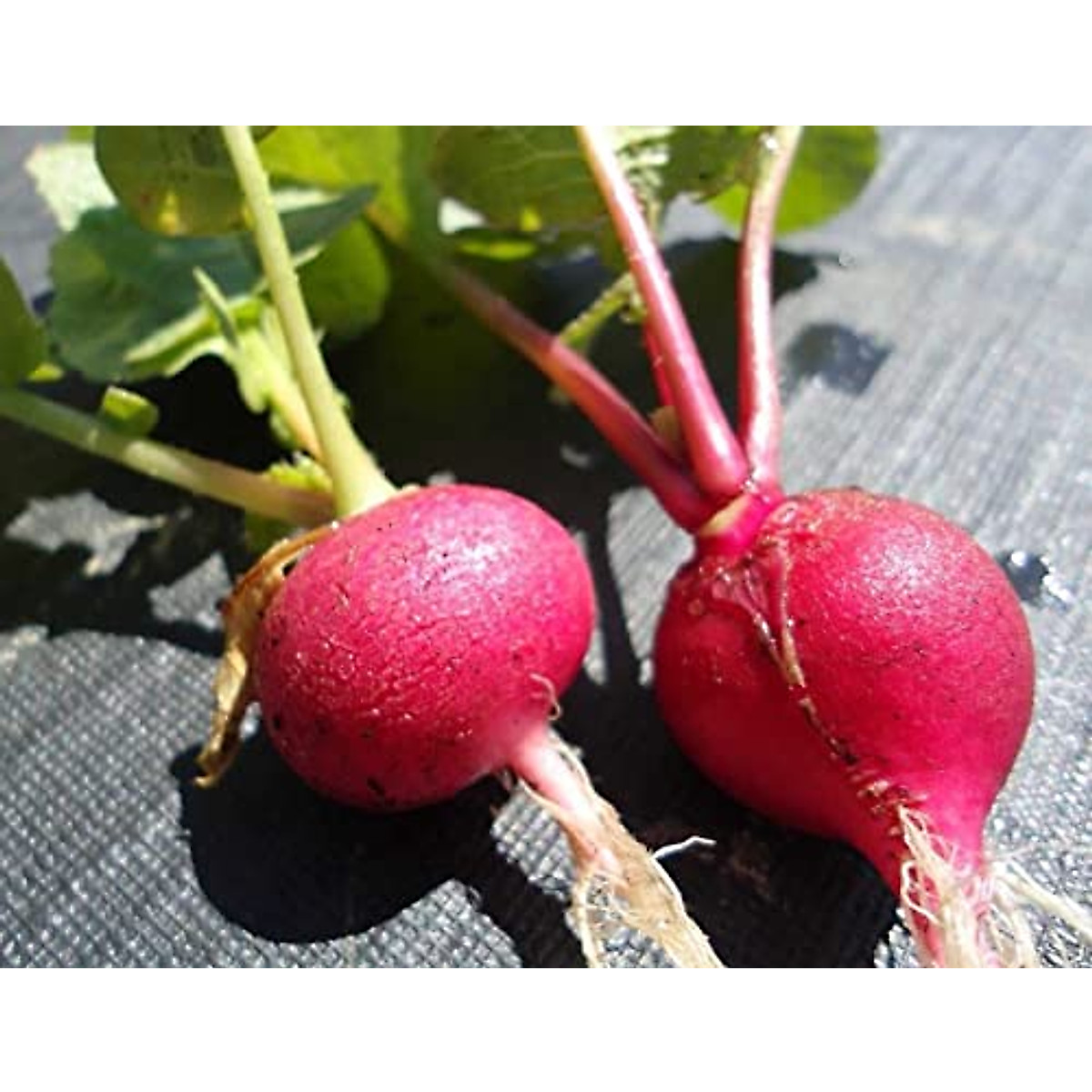 300 Crimson Giant Radish Seeds for Planting Heirloom Non GMO 3.5 Grams of Seeds Garden Vegetable Bulk Survival