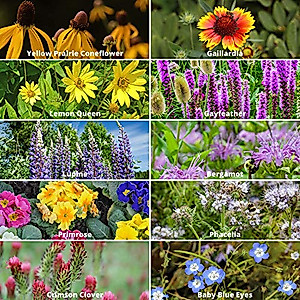 Package of 80,000 Wildflower Seeds - Save The Bees Wild Flower Seeds Collection - 19 Varieties of Pure Non-GMO Flower Seeds for Planting Including Milkweed, Poppy, and Lupine