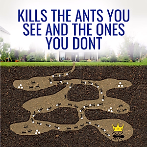 Terro T100-12 Liquid Ant Killer II, 1 oz, Pack of 2