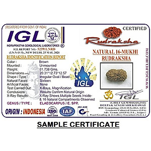 20 Mukhi Indonesian Java Rudraksha Collector 20mm-22mm Silver Pendant IGL Certified