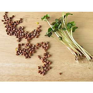 Japanese Daikon Radish