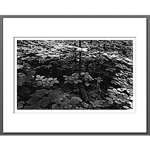 Dogwood Glen, Giant Forest (#2)