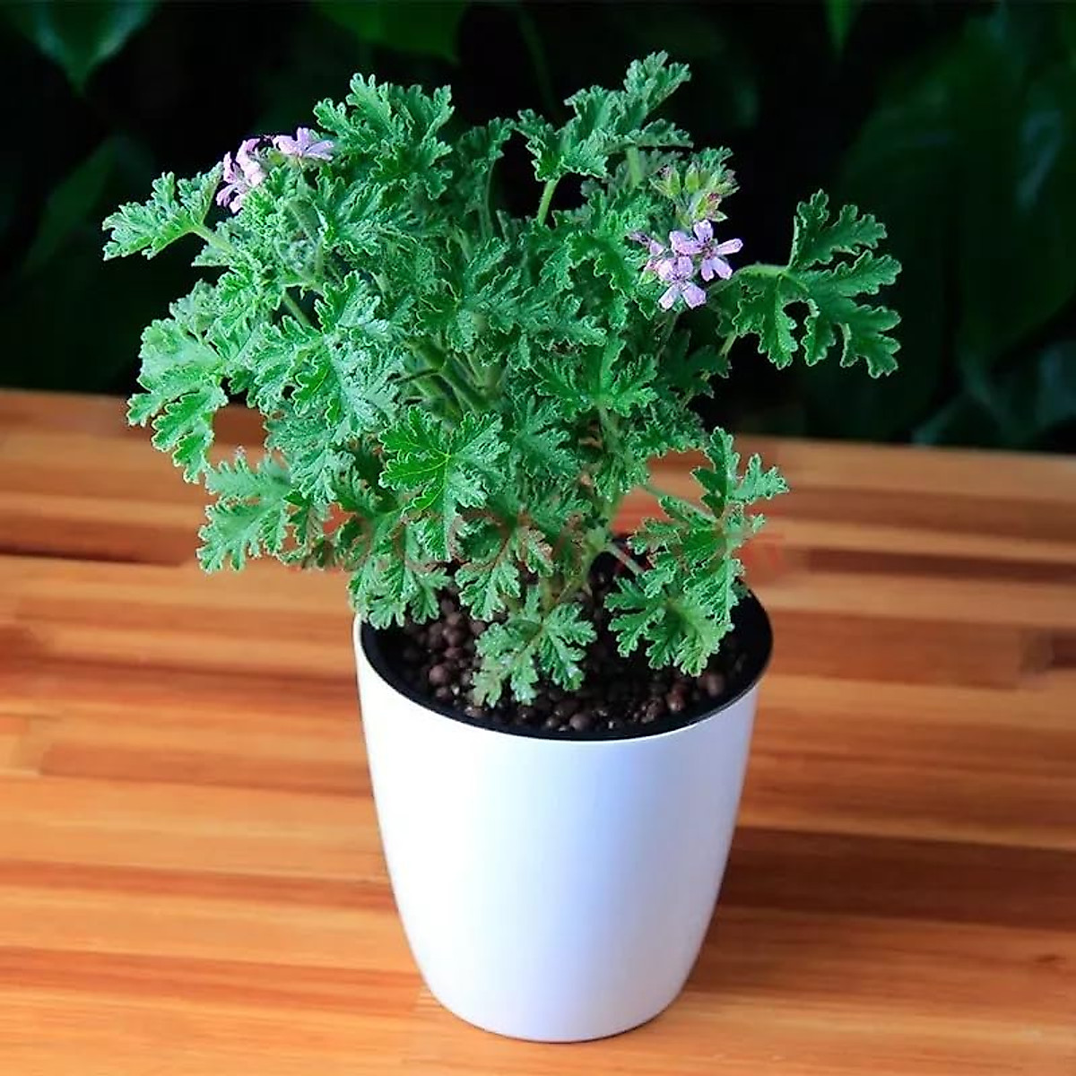 1000 Citronella Plant Seeds for Planting - Non-GMO Mosquito Plant Seeds - Home Heirloom Garden Perennial Citronella Geranium Seeds for Planting