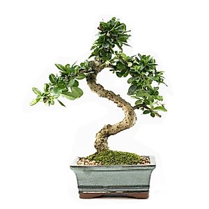 Fukien Tea 6" Bonsai Tree