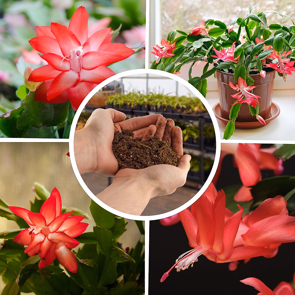 Christmas Cactus Potting Soil Mix (4 Quarts), Hand Blended Soil for Indoor Houseplants Custom Blended