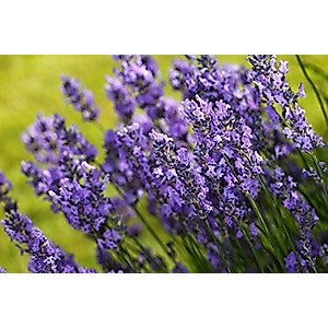 Easy Garden Roll Out Flowers Lavender Gardening kit - 10-Foot by 10-Inch - by Garden Innovations