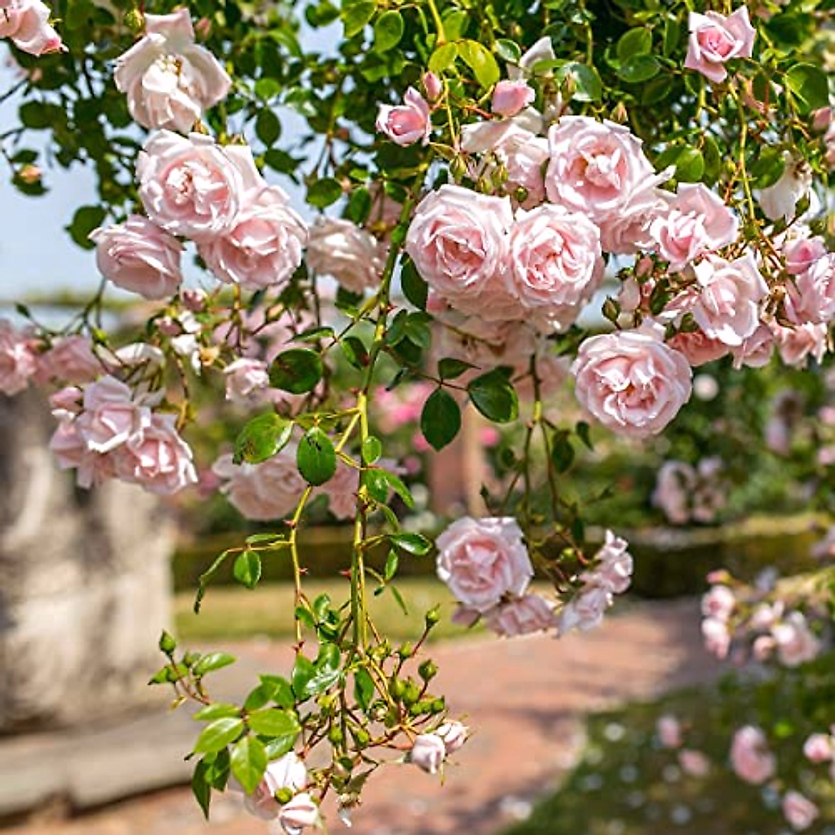 20 Pink Climbing Rose Seeds for Planting Roses Flowers Seed Spring