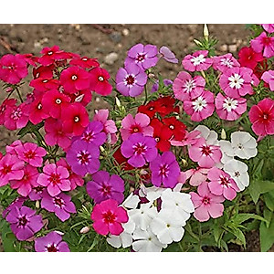 David's Garden Seeds Flower Phlox Annual Mixed Color (Multi) 200 Non-GMO, Heirloom Seeds