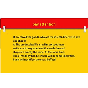 JSNZMTSBD Insect Resin,Real Insect Spider Specimen Science Classroom Taxidermy Resin Desk Paperweight Articulated Specimen for Science Education - Toothless Hand Crab