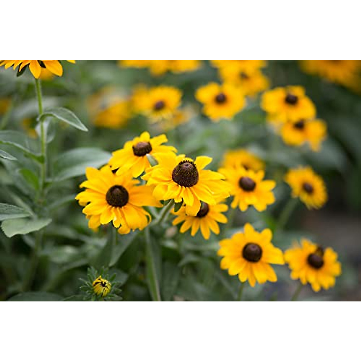 Brown-Eyed Susan Flower Seeds for Planting, 3000+ Seeds Per Packet, (Isla's Garden Seeds), Non GMO & Heirloom Seeds, Scientific Name: Rudbeckia triloba, Great Home Flower Garden Gift