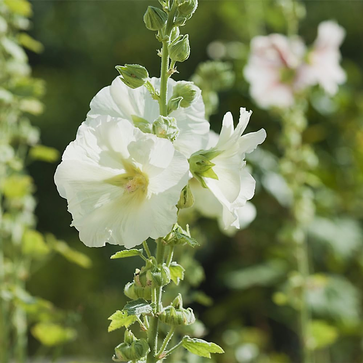 400+ Mix Hollyhock Seeds for Planting (Alcea Rosea) Multicolored Double Hollyhock