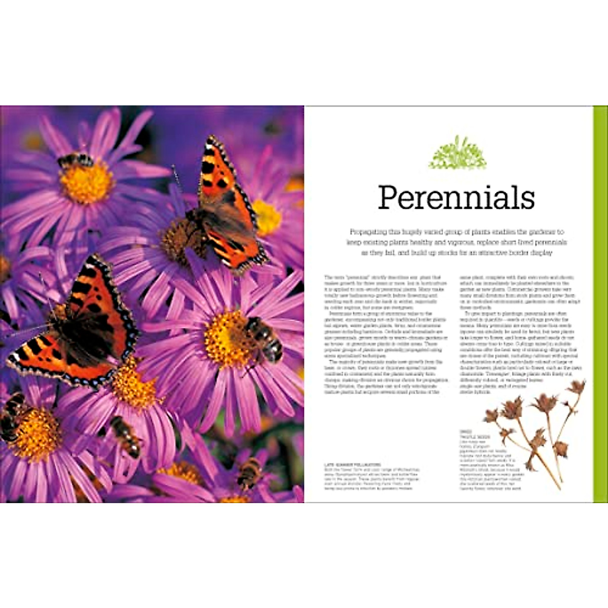 Propagating Plants: How to Create New Plants for Free