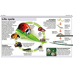 Pocket Genius: Bugs: Facts at Your Fingertips